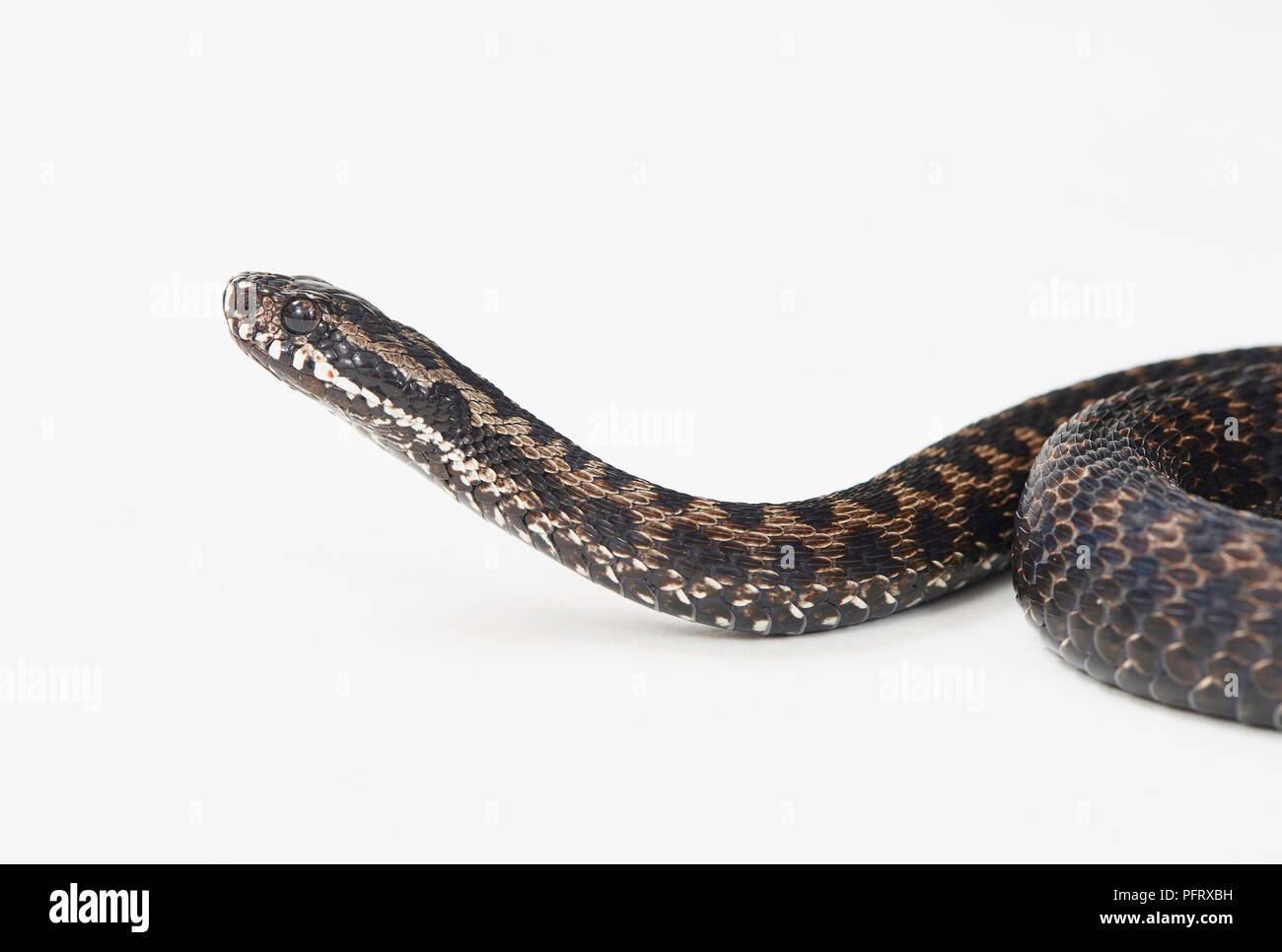 Black adder snake hi-res stock photography and images - Alamy