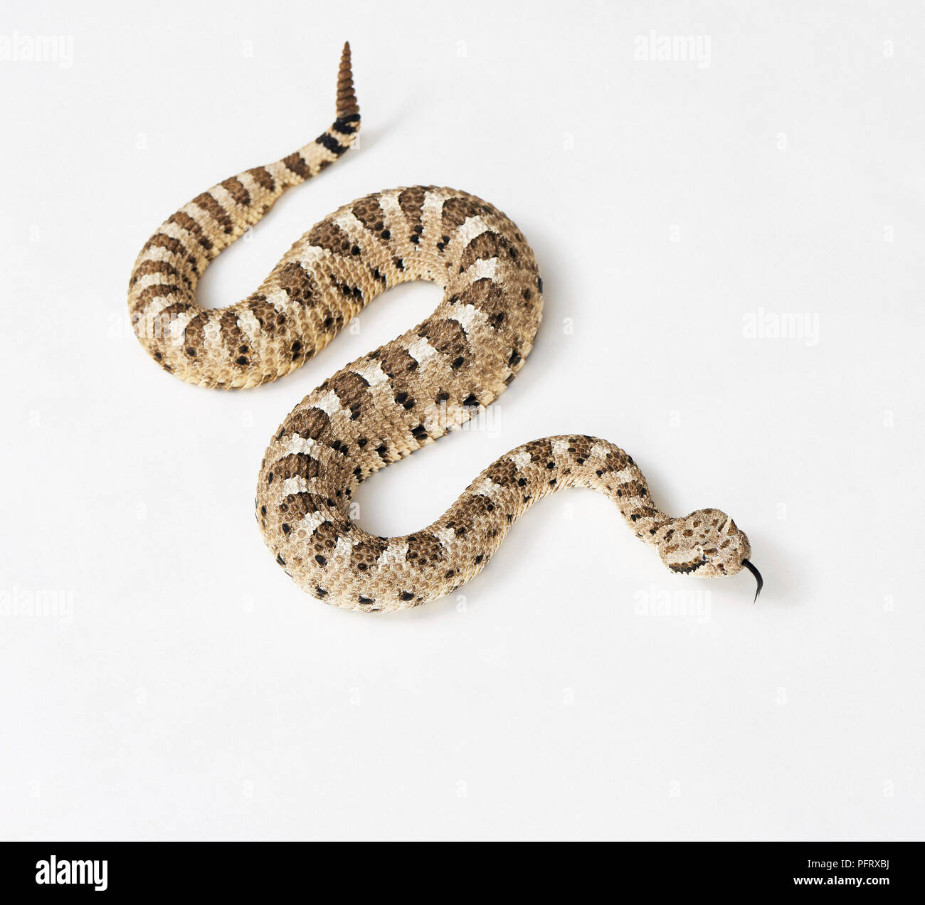 Sidewinder Snake Logo