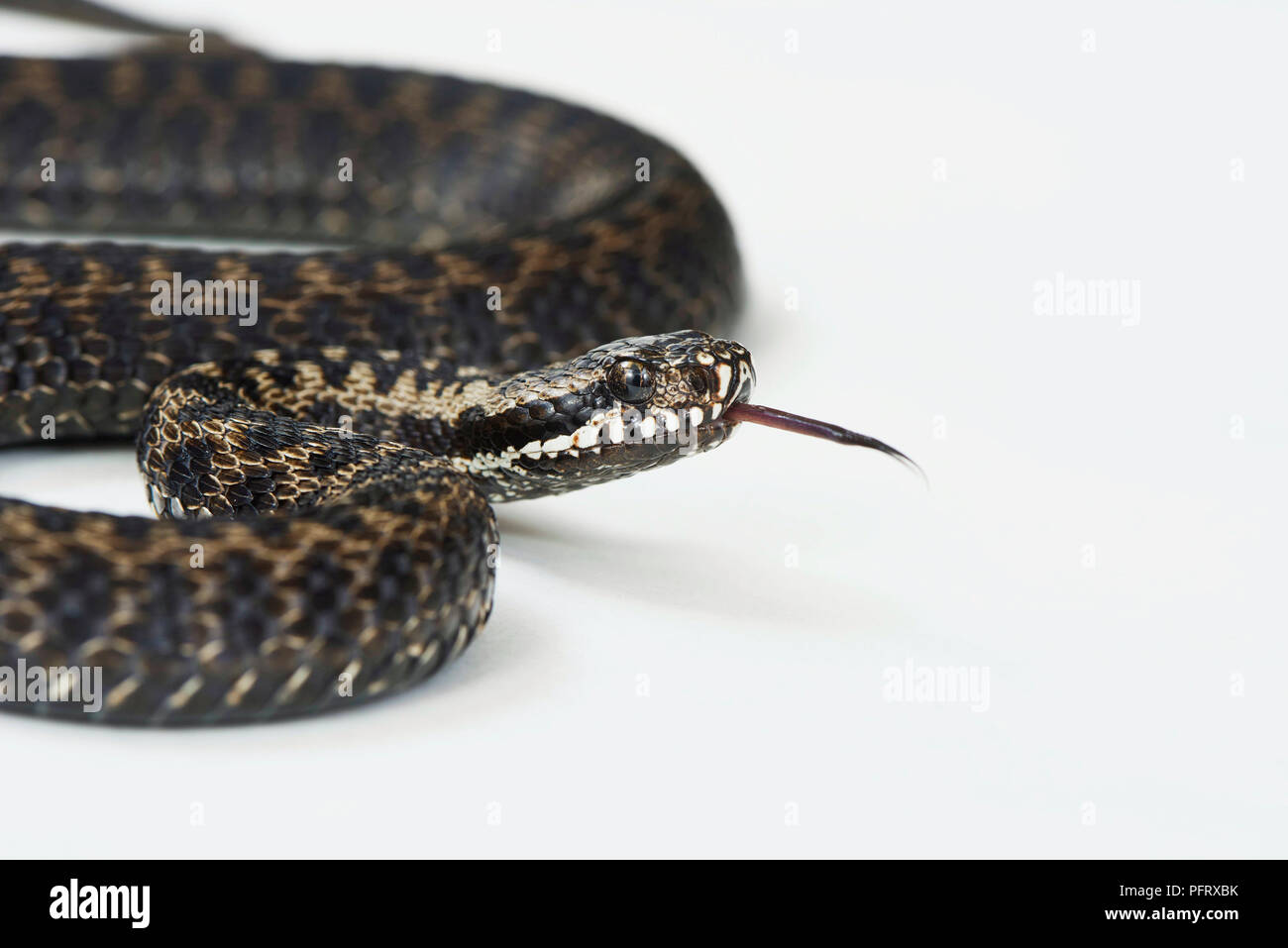 Black adder snake hi-res stock photography and images - Alamy