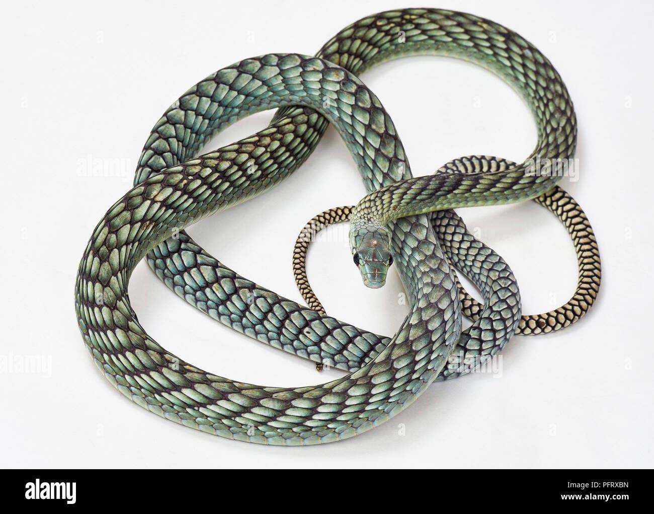 West-African green mamba, Dendroaspis viridis Stock Photo - Alamy