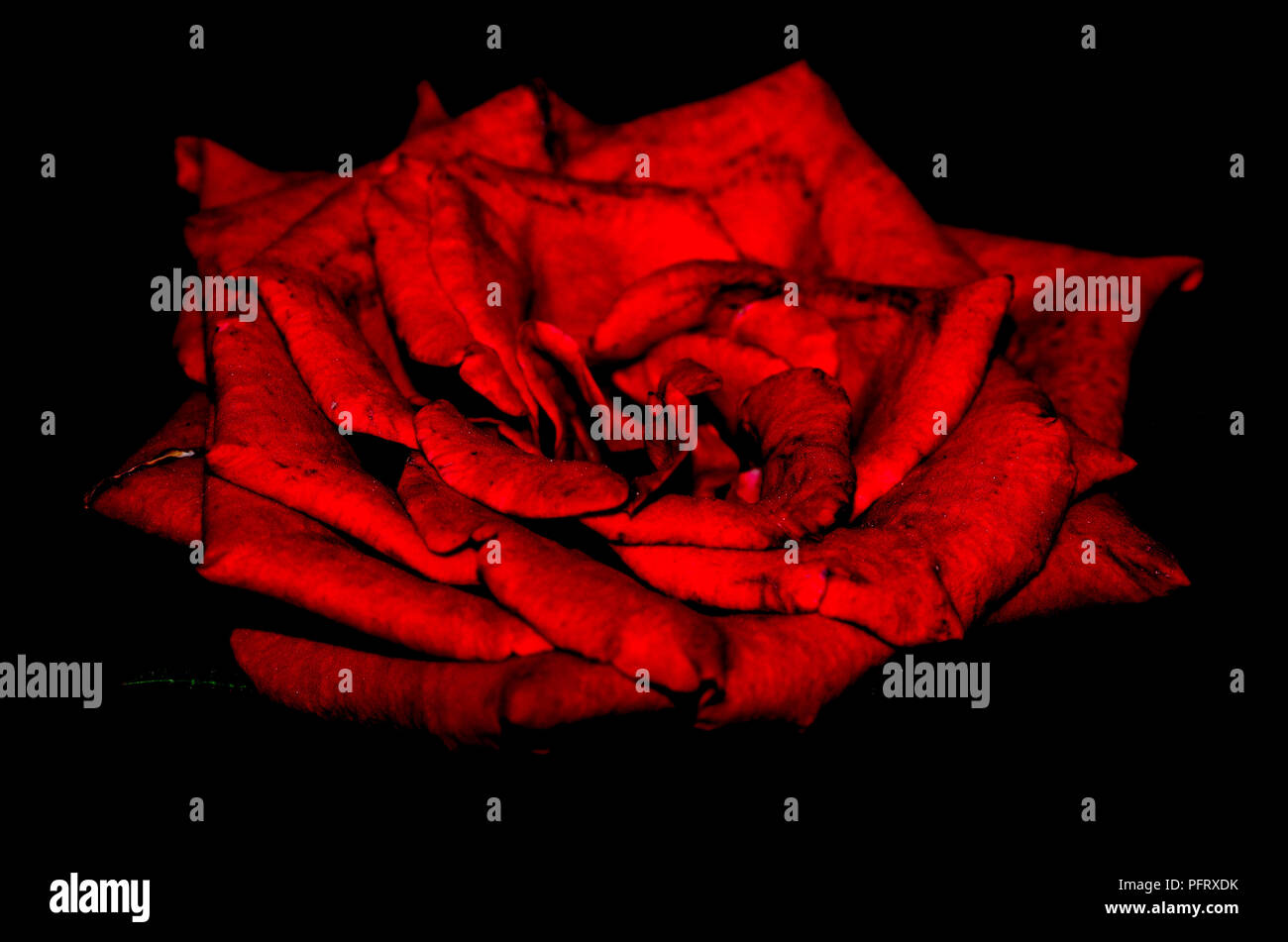 Beautiful fresh red roses hi-res stock photography and images - Alamy
