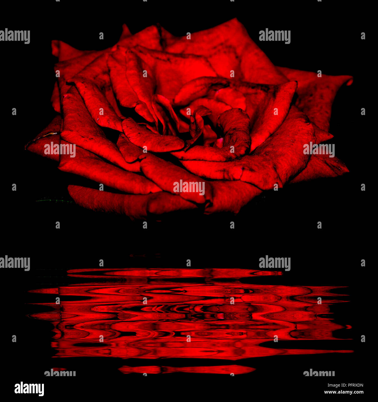 Beautiful dark red rose with reflect Stock Photo - Alamy