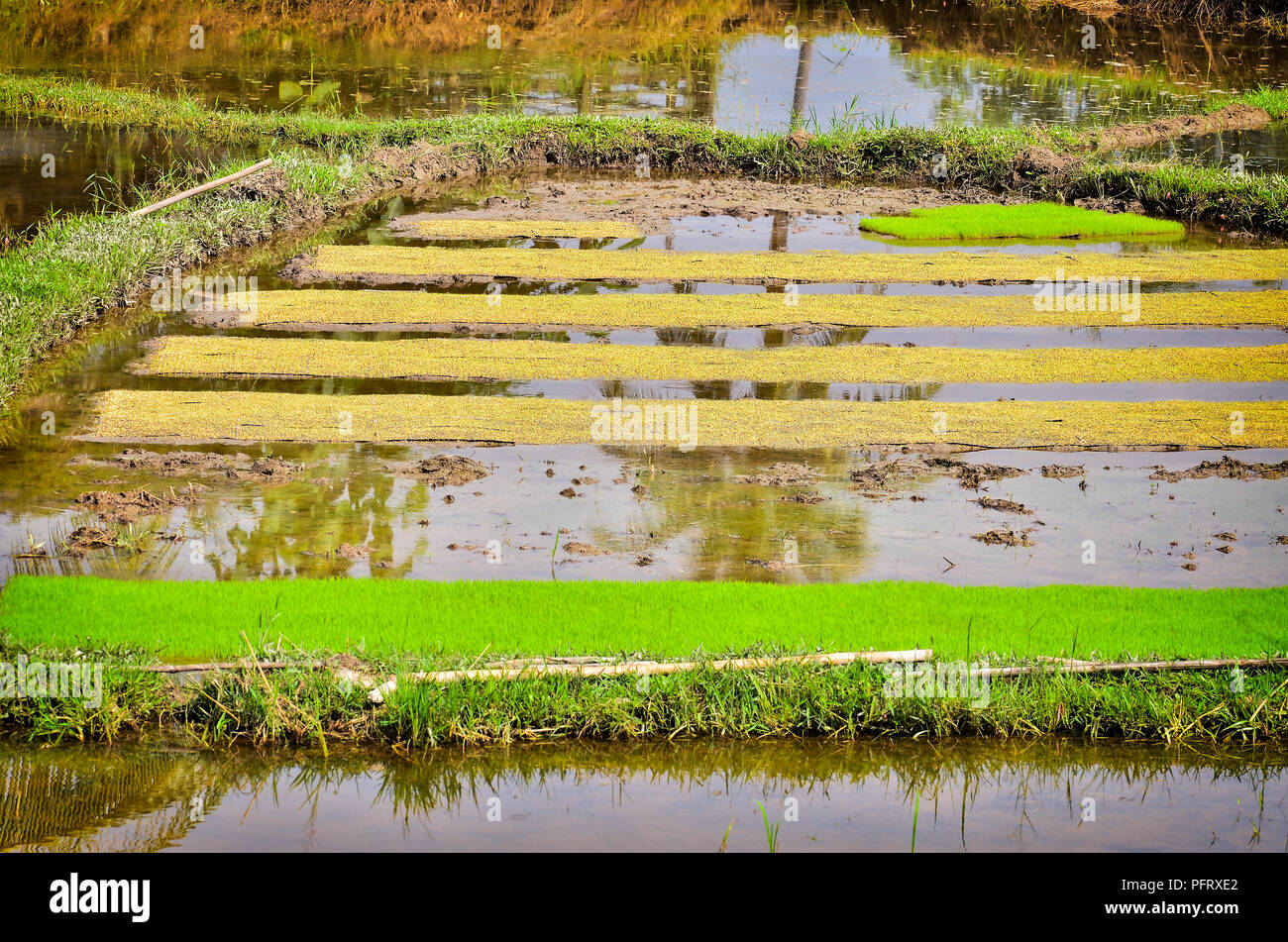 Plant rice seedlings hi-res stock photography and images - Alamy