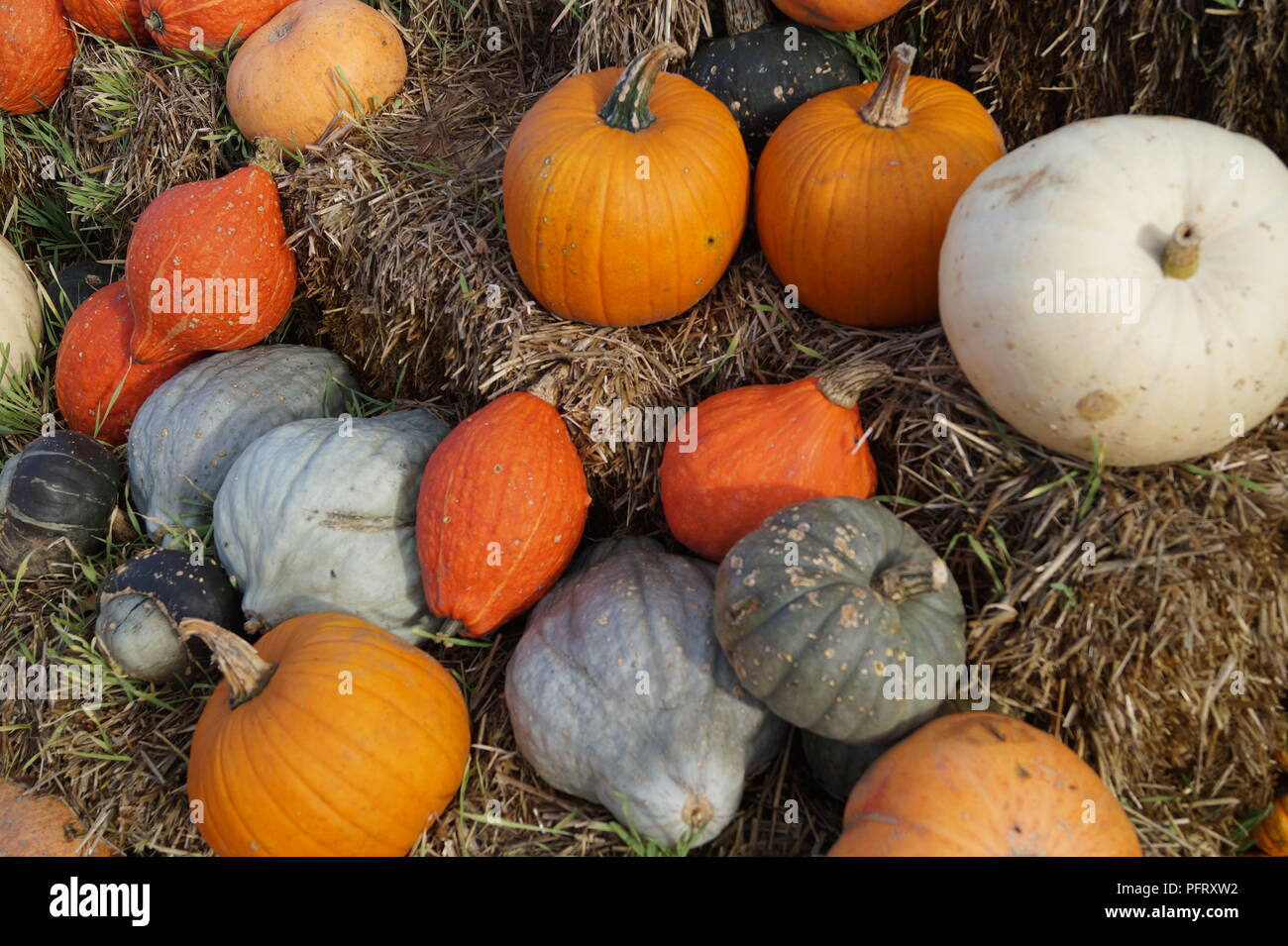 Happy thanksgiving tag pumpkins hi-res stock photography and images - Alamy