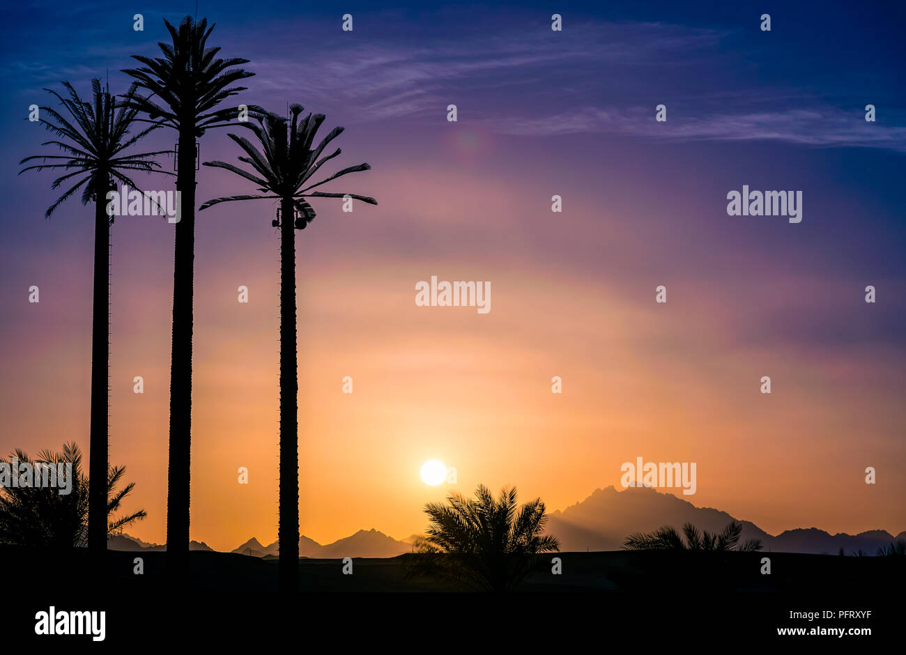 Sahara egypt tree not dubai hi-res stock photography and images - Alamy