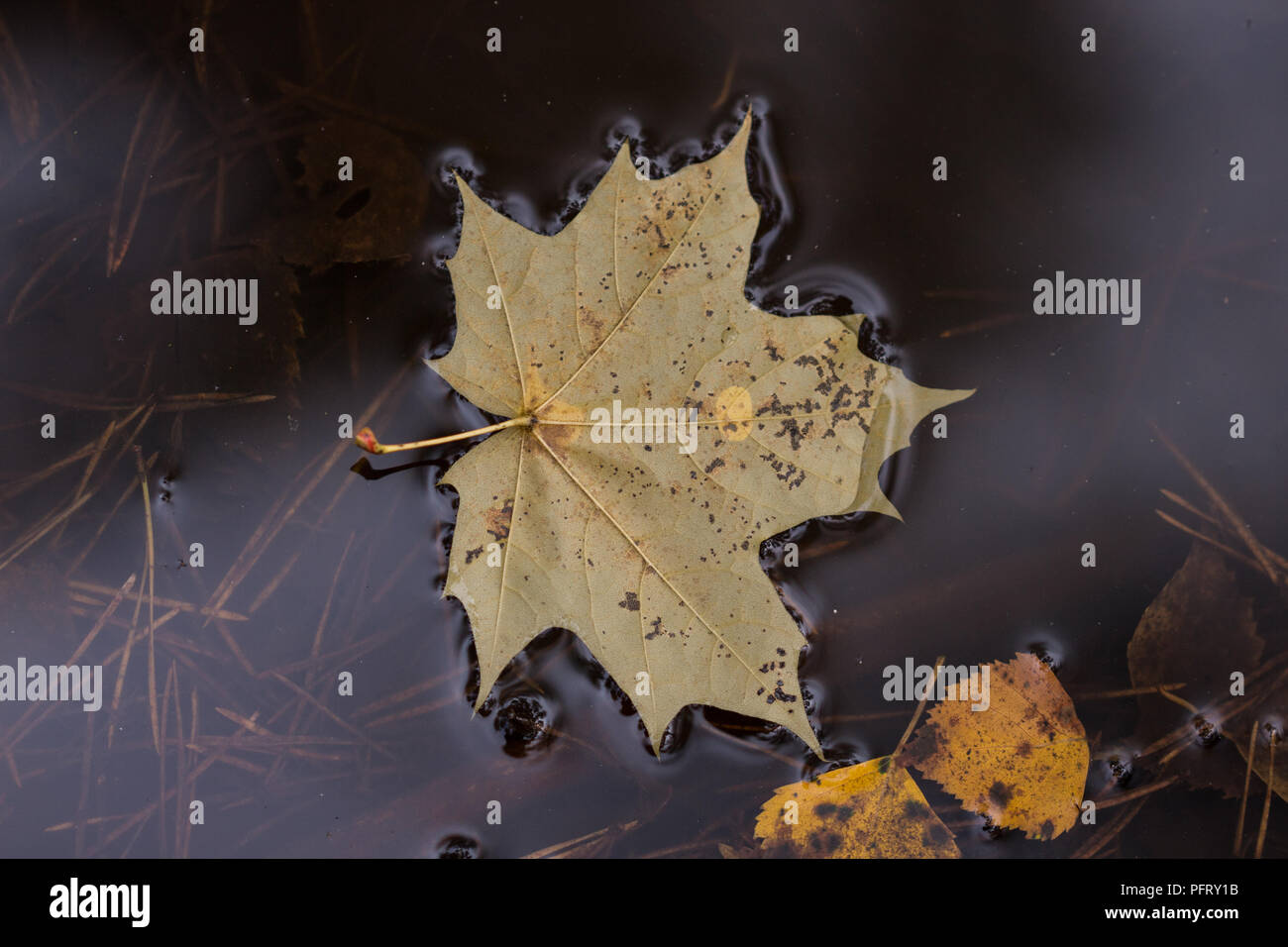 maple leaf in water, floating autumn maple leaf Stock Photo - Alamy