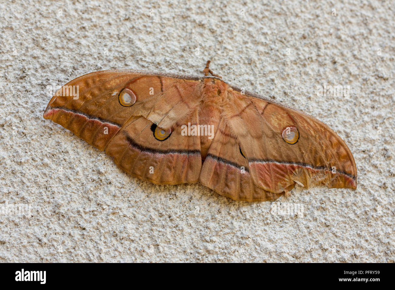 Japanese silk moth Antheraea yamamai Stock Photo - Alamy