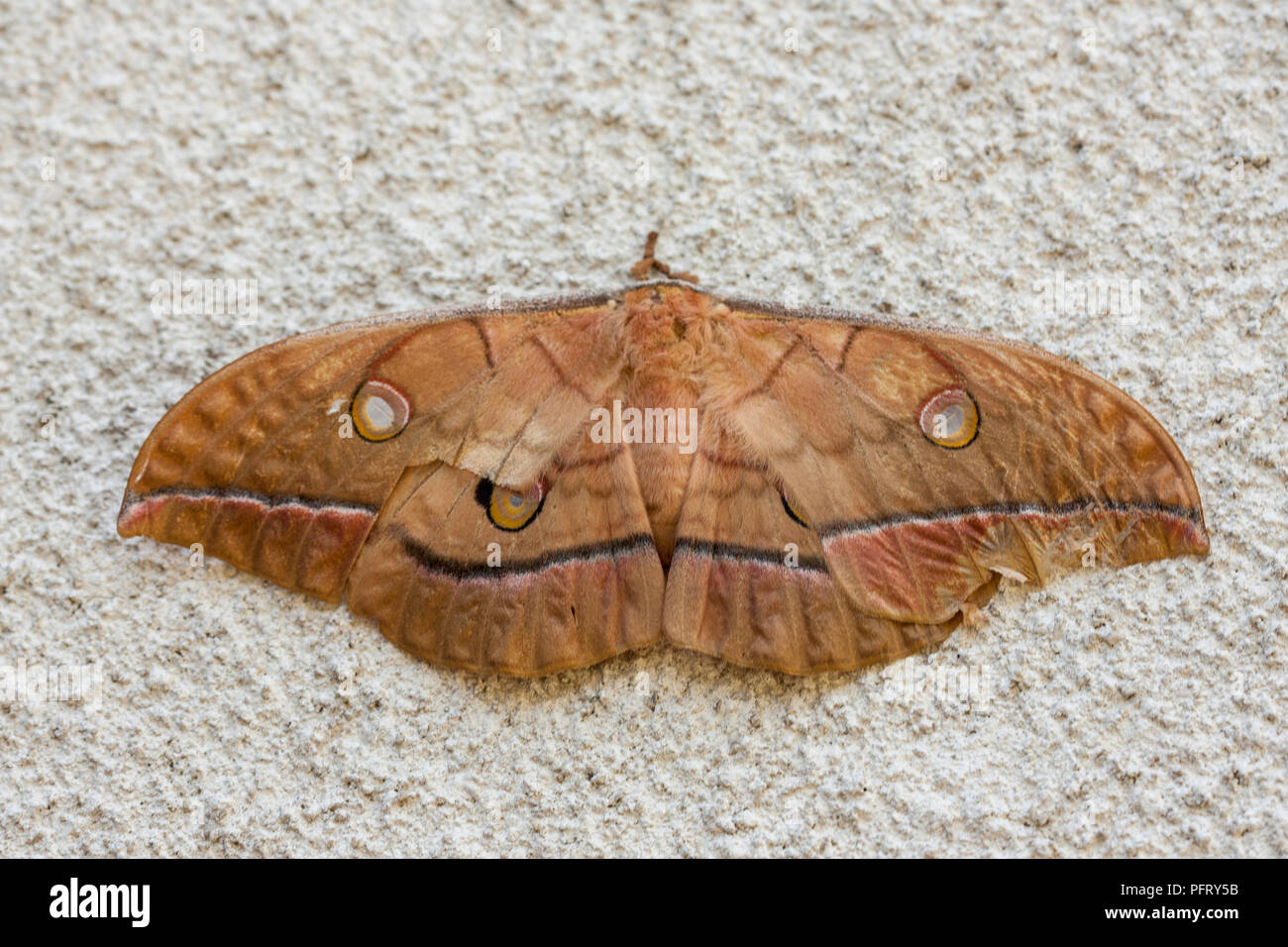 Japanese moth hi-res stock photography and images - Alamy