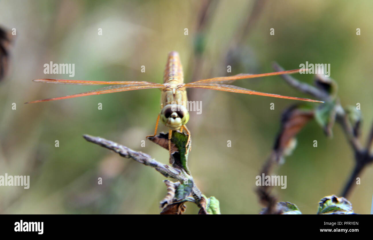 Dragonflay is on the twigs Stock Photo - Alamy