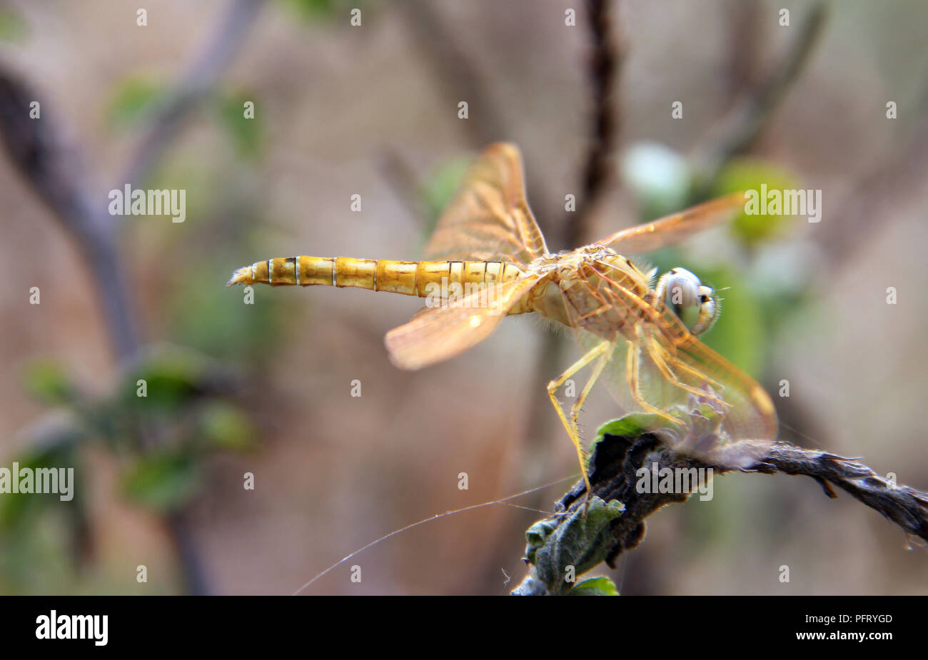 Dragonflay is on the twigs Stock Photo - Alamy