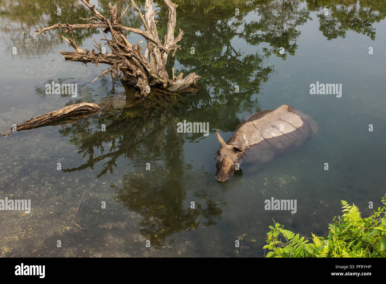 Assam rhino hi-res stock photography and images - Alamy