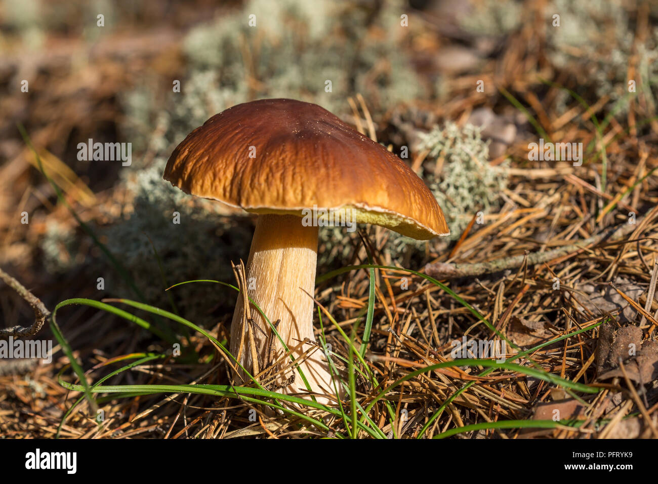 Edible brown mushroom (Leccinum scabrum) grow in the woods Stock Photo ...