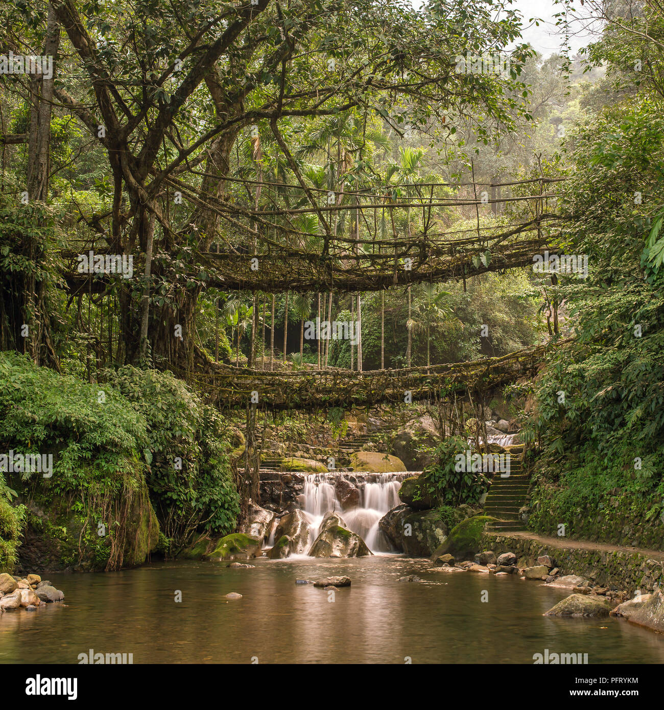 Famous Double Decker living roots bridge near Nongriat village ...