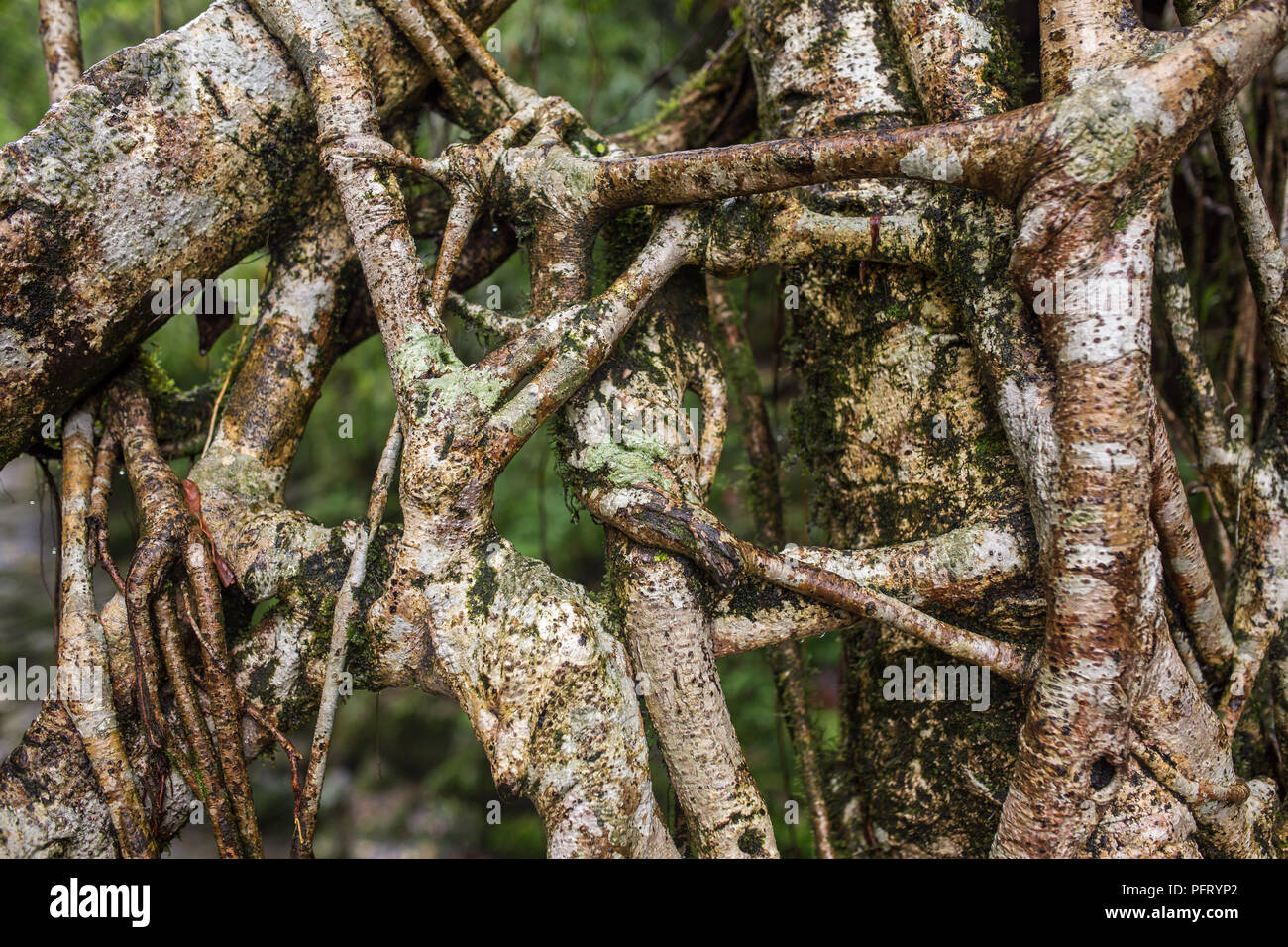 Living roots bridge close up view, Meghalaya, India. This bridge is ...