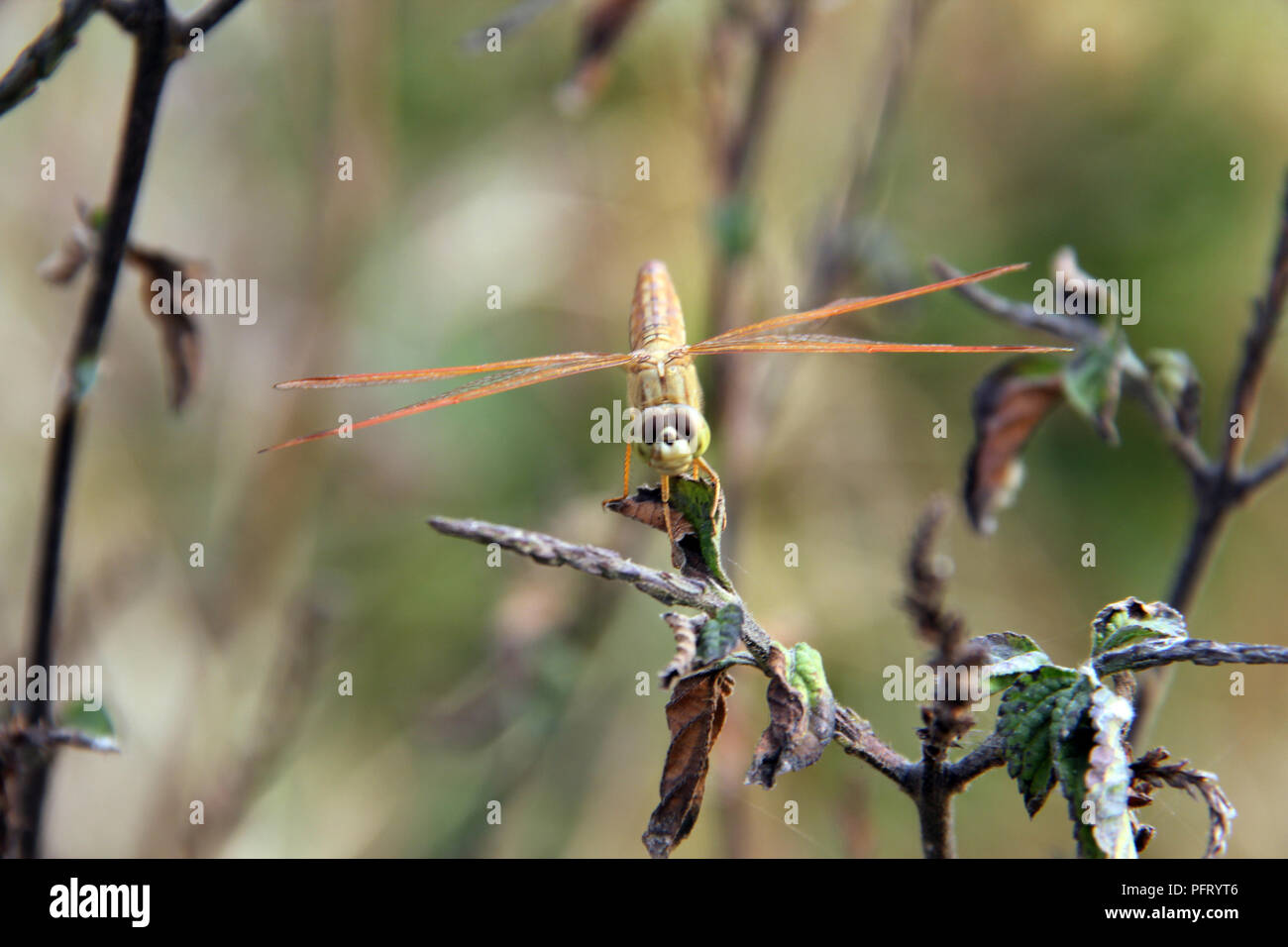 Twigs on water hi-res stock photography and images - Alamy
