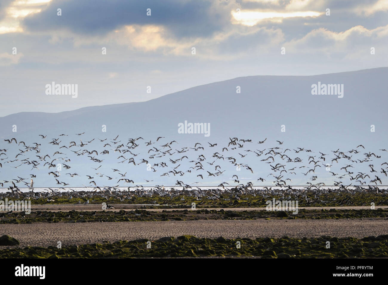Solway Firth Criffel High Resolution Stock Photography and Images - Alamy