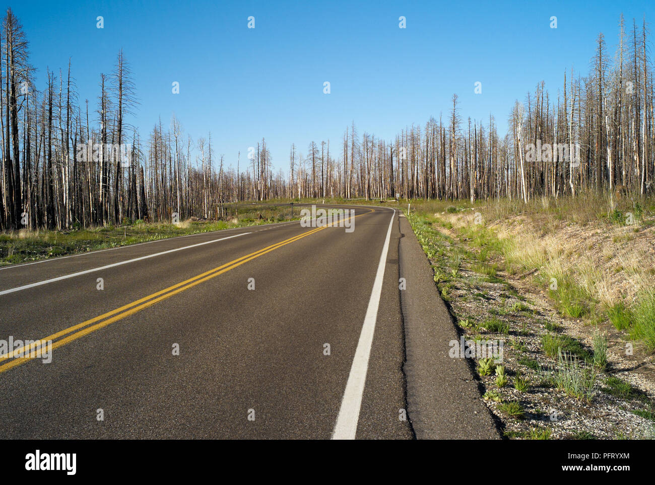 Road into a forest hi-res stock photography and images - Alamy