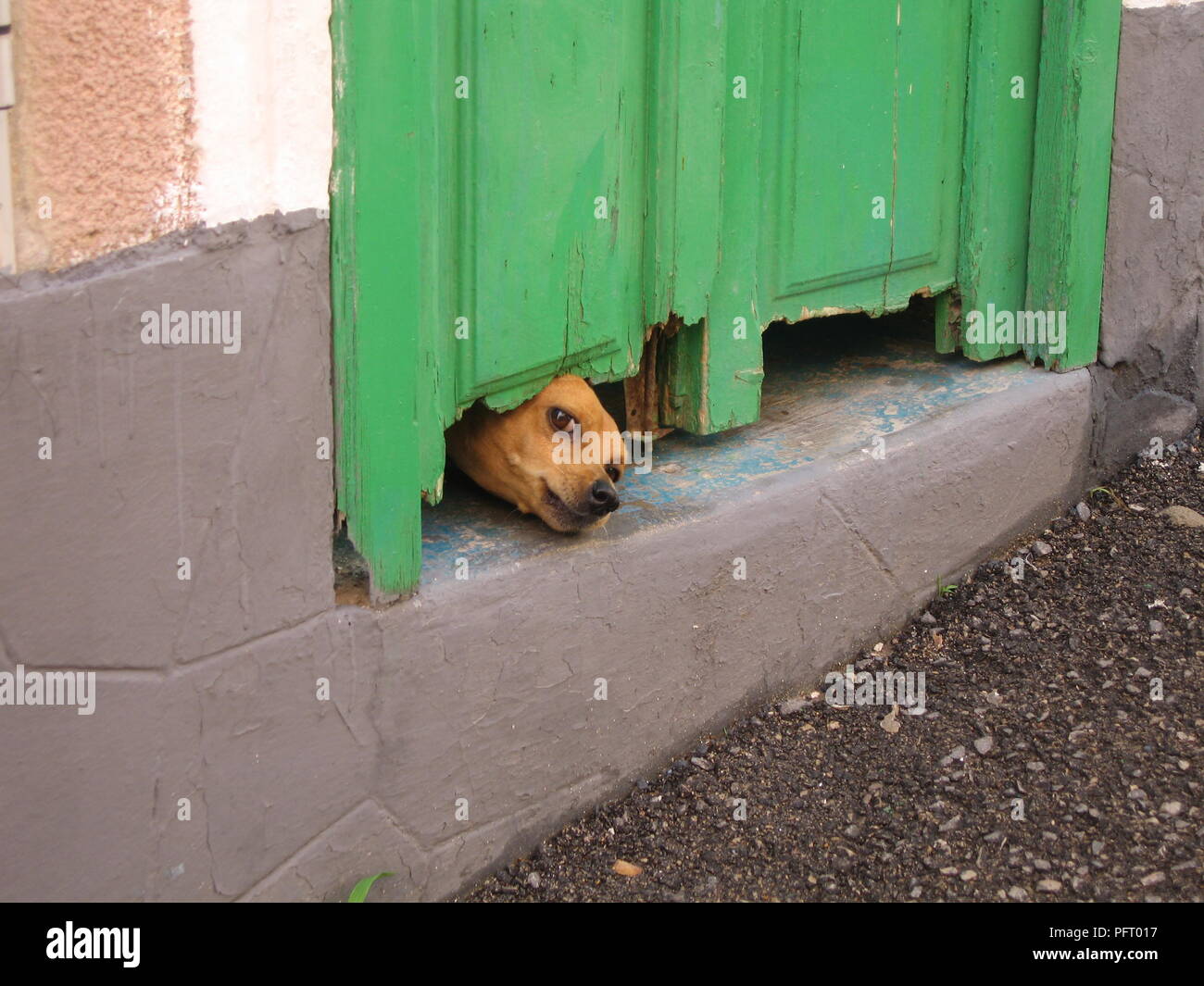 Snoopy dog hi-res stock photography and images - Alamy