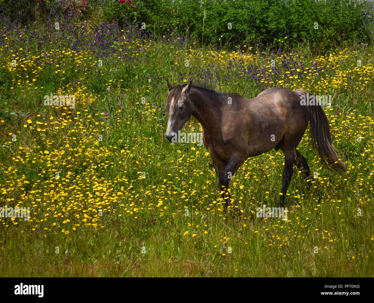 Horse grazing in a green field full of flowers Stock Photo - Alamy