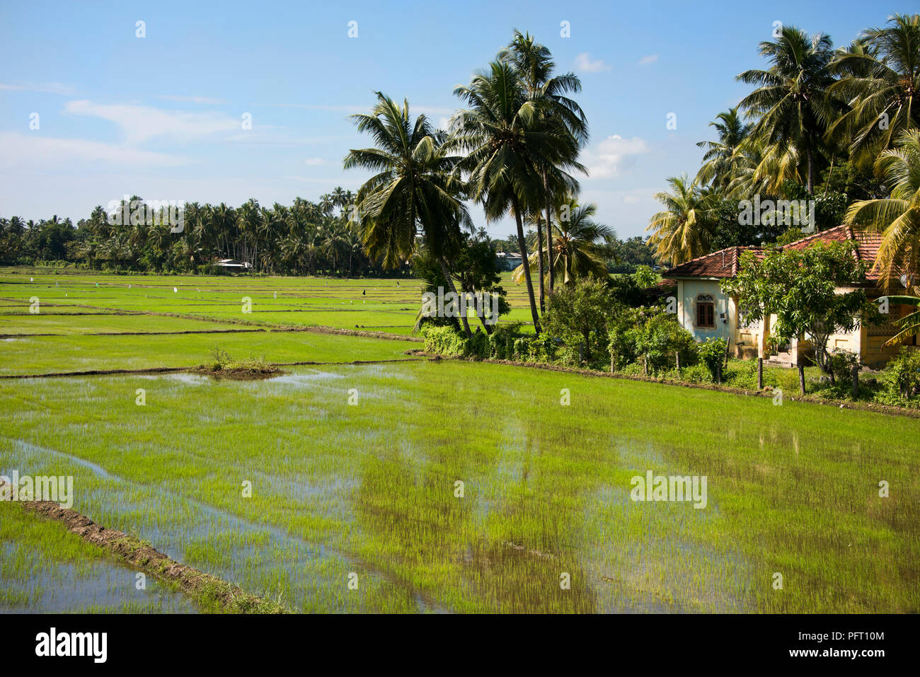 Horizontal landscape of paddy fields in Sri Lanka Stock Photo - Alamy