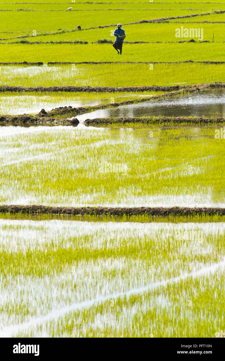 Vertical view of a man sowing rice grains in paddy fields in Sri Lanka ...