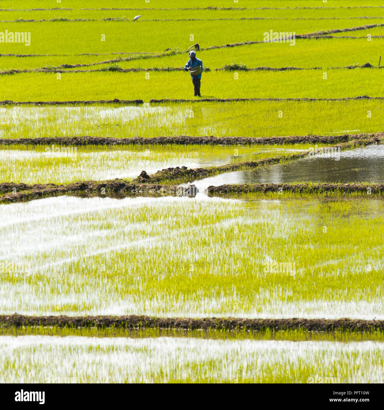 Square view of a man sowing rice grains in paddy fields in Sri Lanka ...
