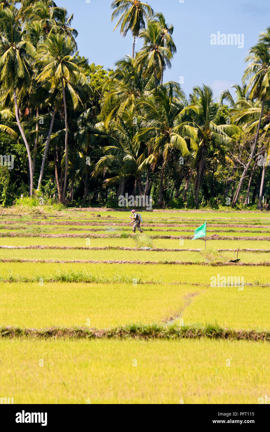 Paddy rice field in squares hi-res stock photography and images - Alamy