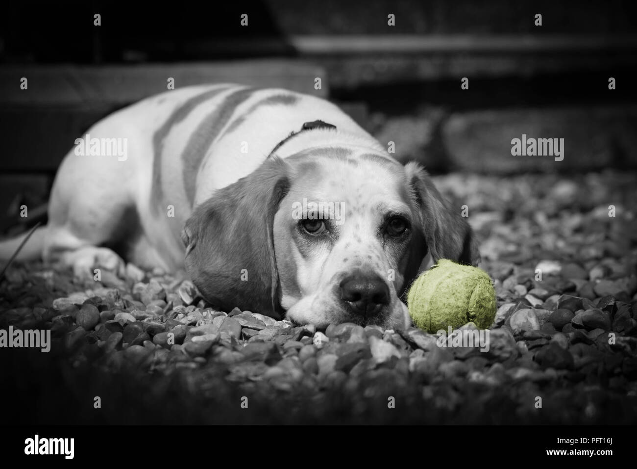 monochrome photo of mixed breed dog with a splash of green on his ball ...