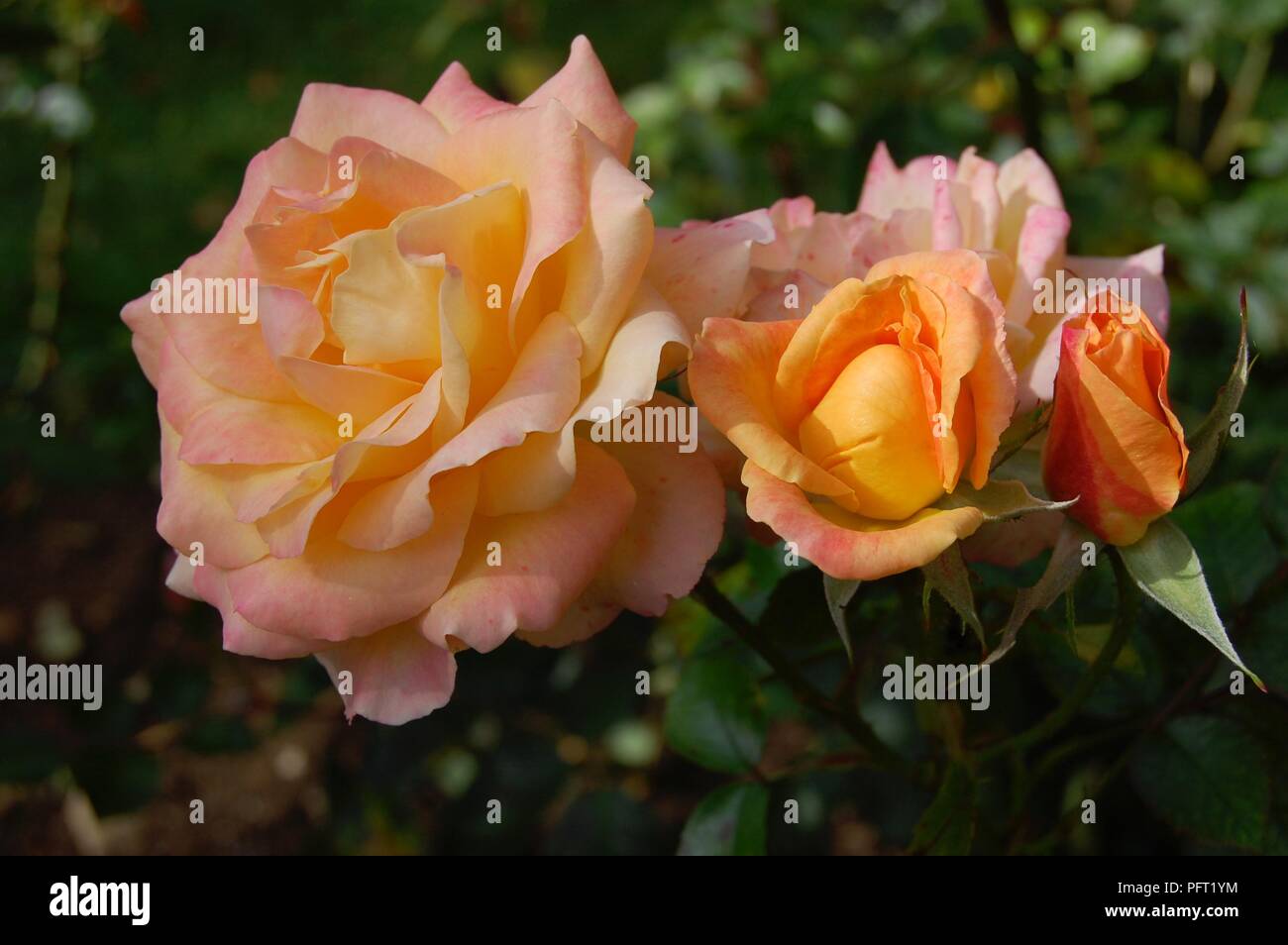 Stages of a Rose Stock Photo - Alamy