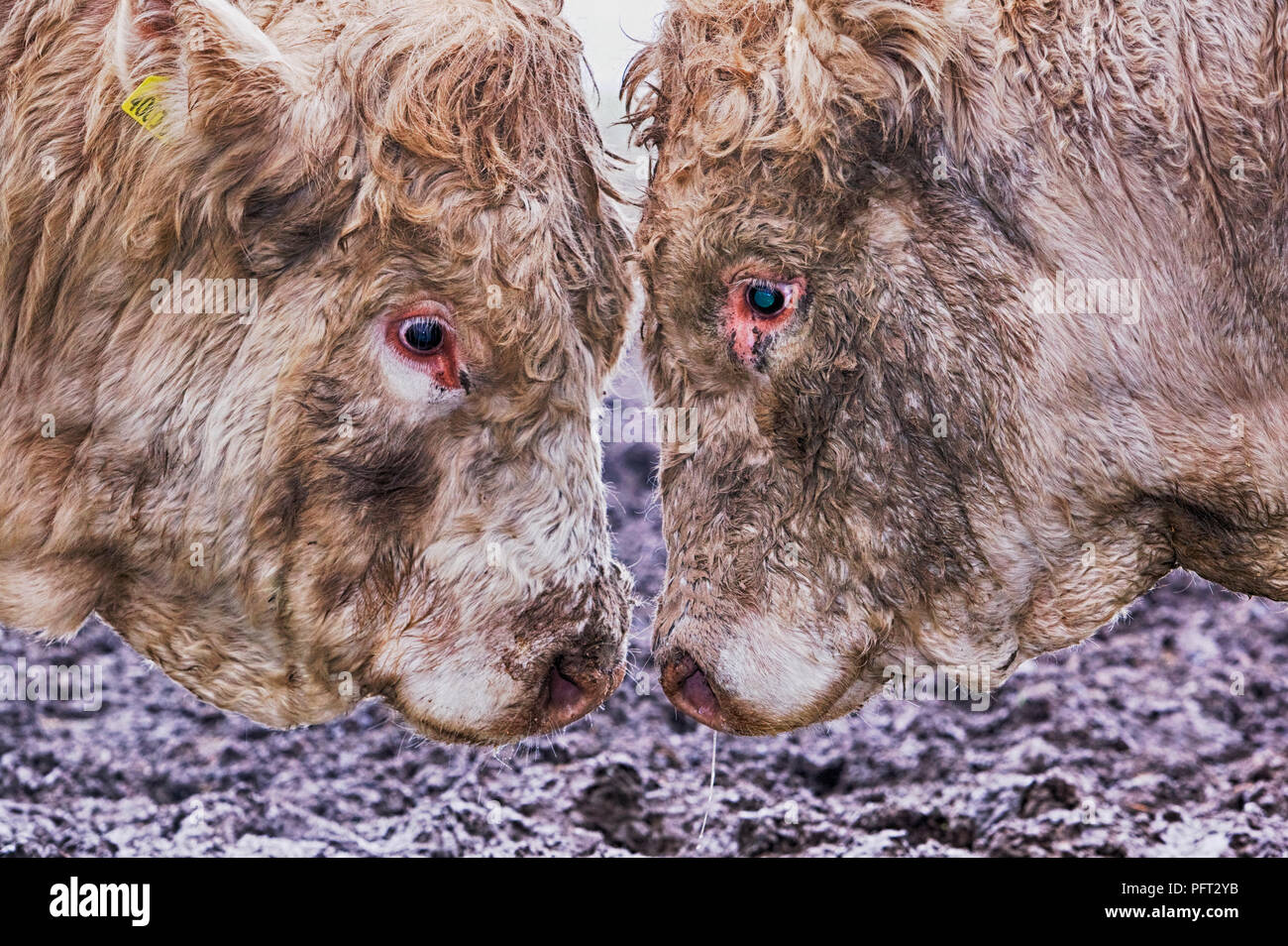 Two large bulls sizing each other up, Dumfries, Scotland, UK Stock ...