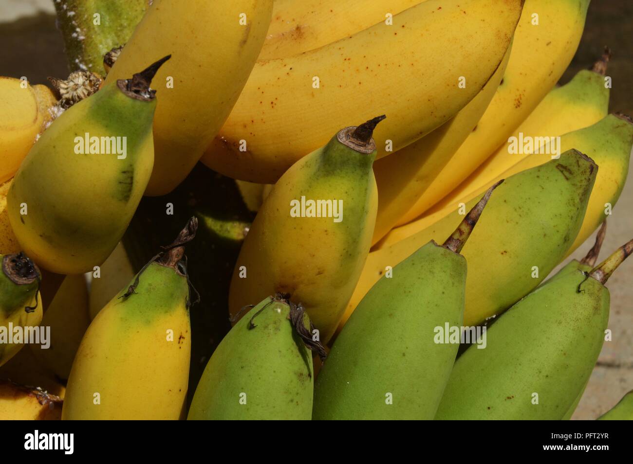 a close up of bananas Stock Photo - Alamy