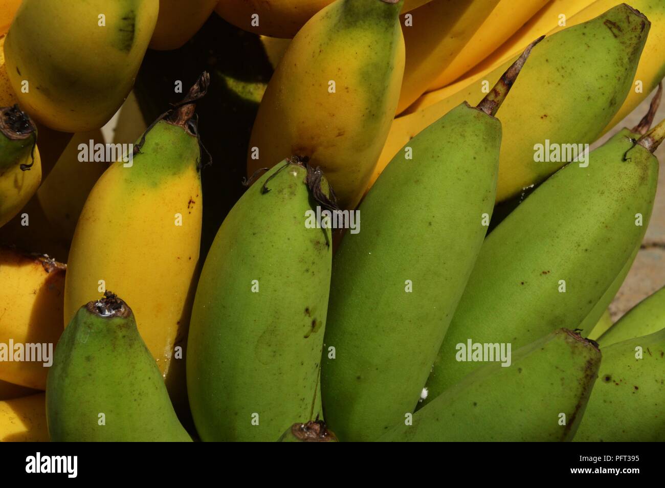 a close up of bananas Stock Photo - Alamy