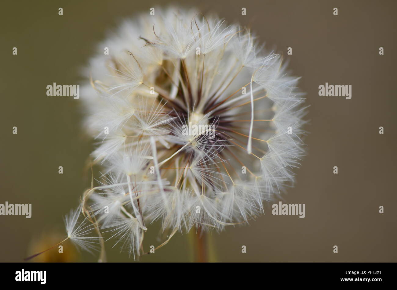 Incomplete flower hi-res stock photography and images - Alamy