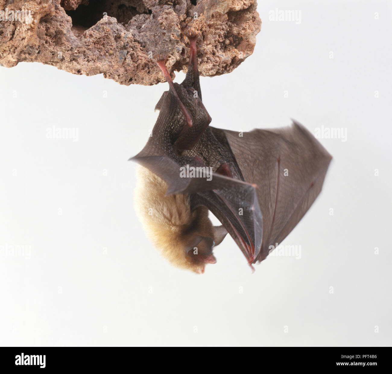 Rhinopoma sp. (Mouse-tailed bat), upside down Stock Photo - Alamy