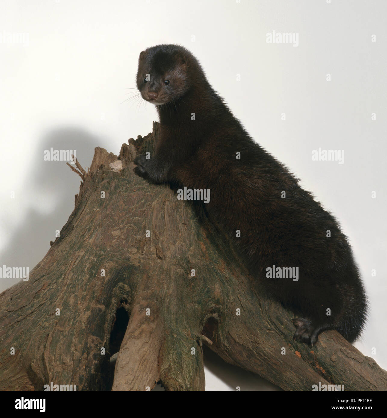 American mink cut out hi-res stock photography and images - Alamy
