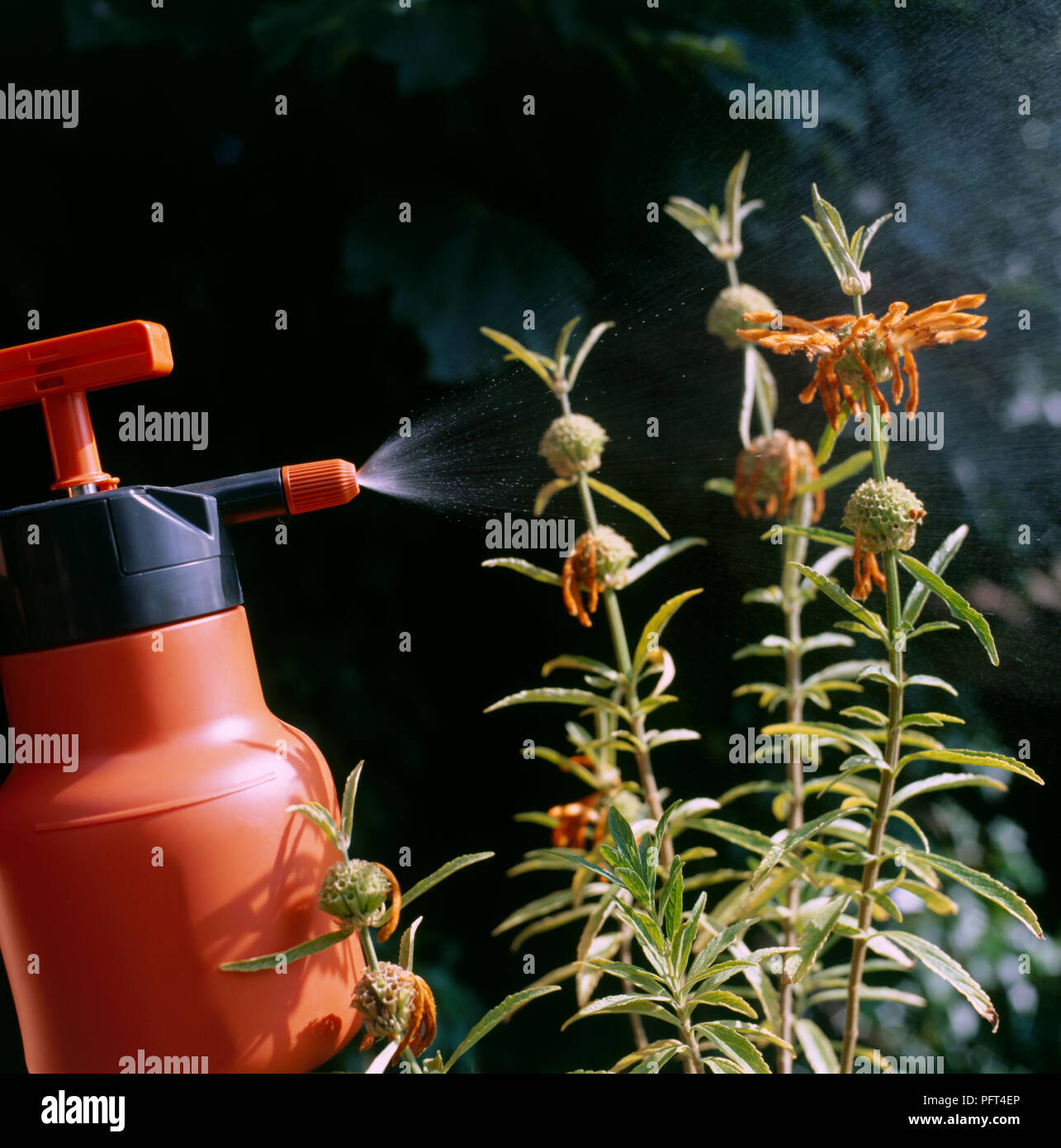 Handheld spray hi-res stock photography and images - Alamy