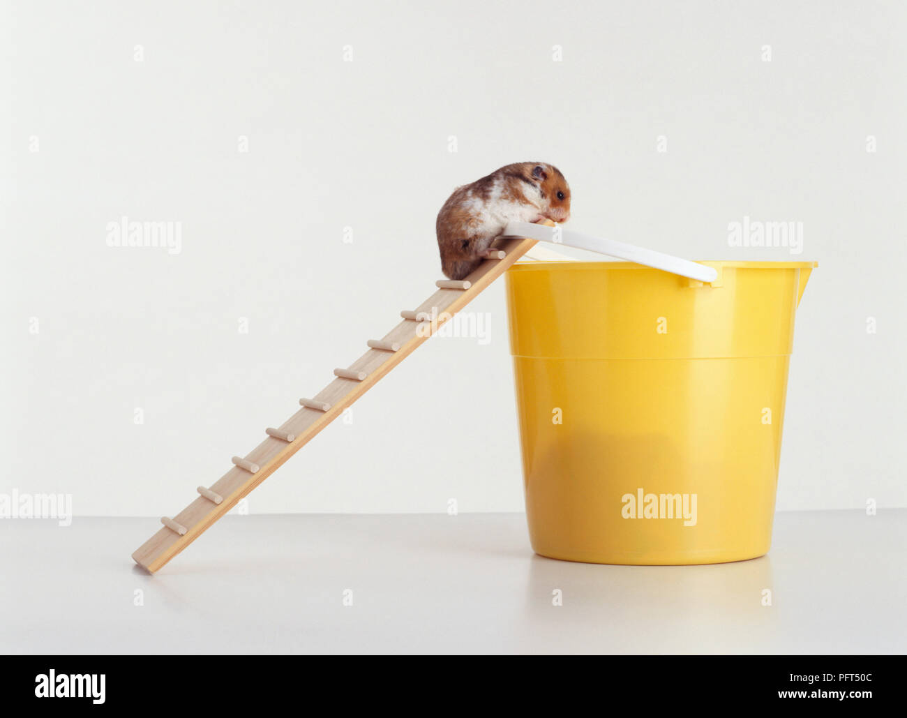 Hamster climbing ramp against yellow bucket Stock Photo - Alamy