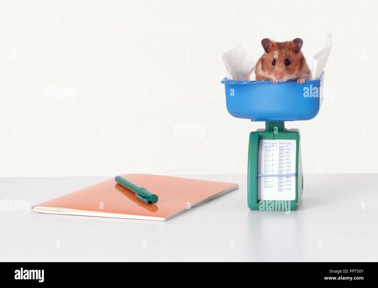 Plastic hamster hi-res stock photography and images - Alamy
