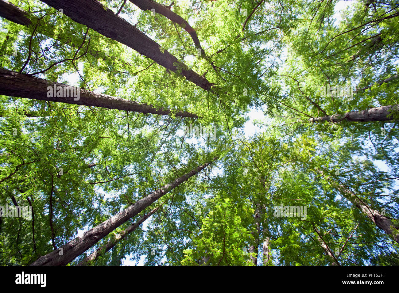 USA, Washington DC, Metasequoia (Dawn Redwood) trees at National ...