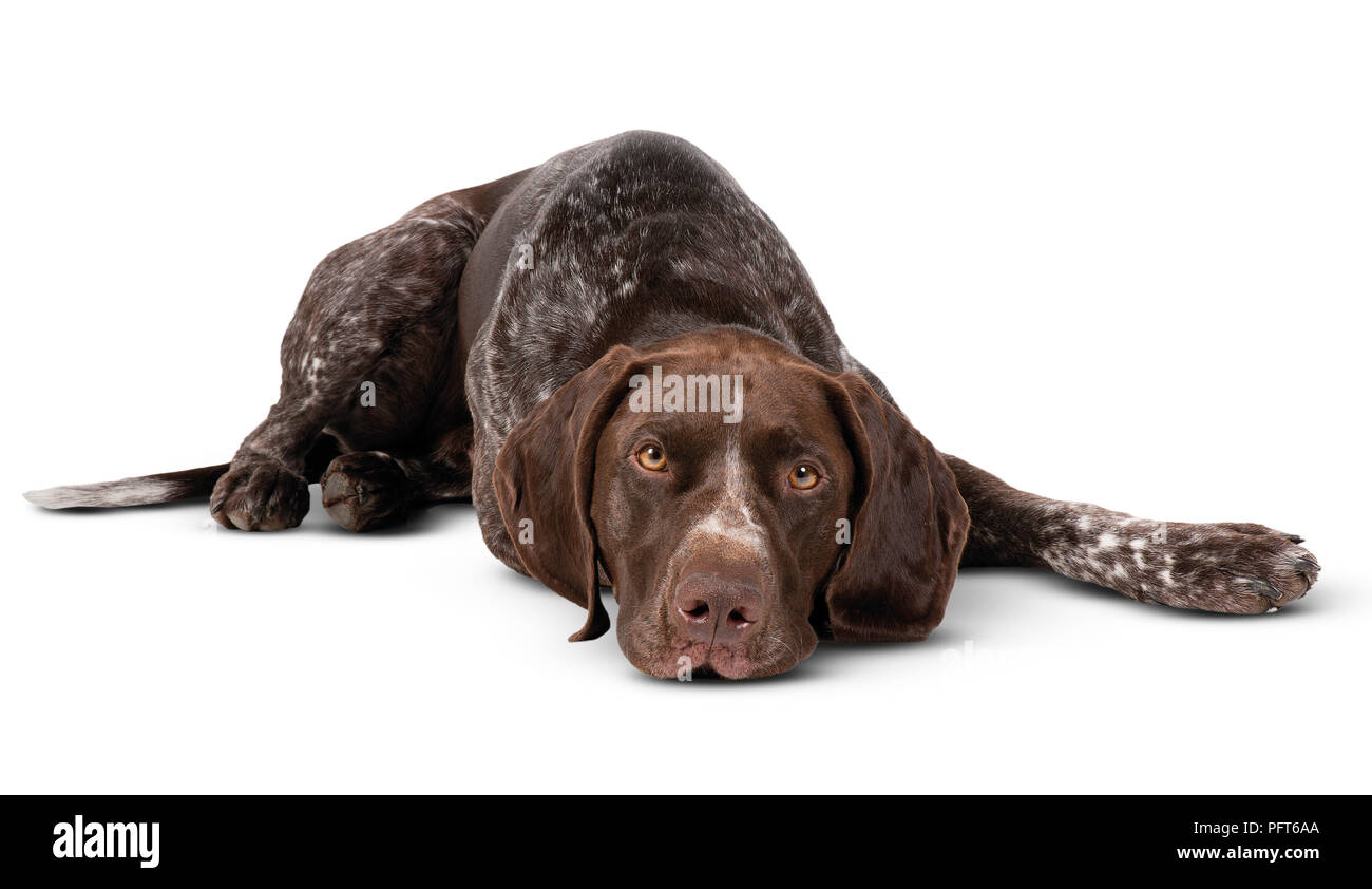 Brown german shorthaired pointer Cut Out Stock Images & Pictures - Alamy