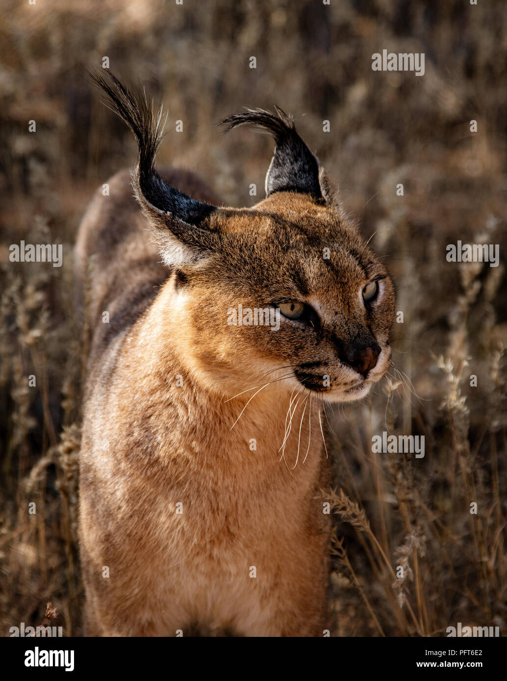 Caracal cat scans his surroundings for food Stock Photo - Alamy