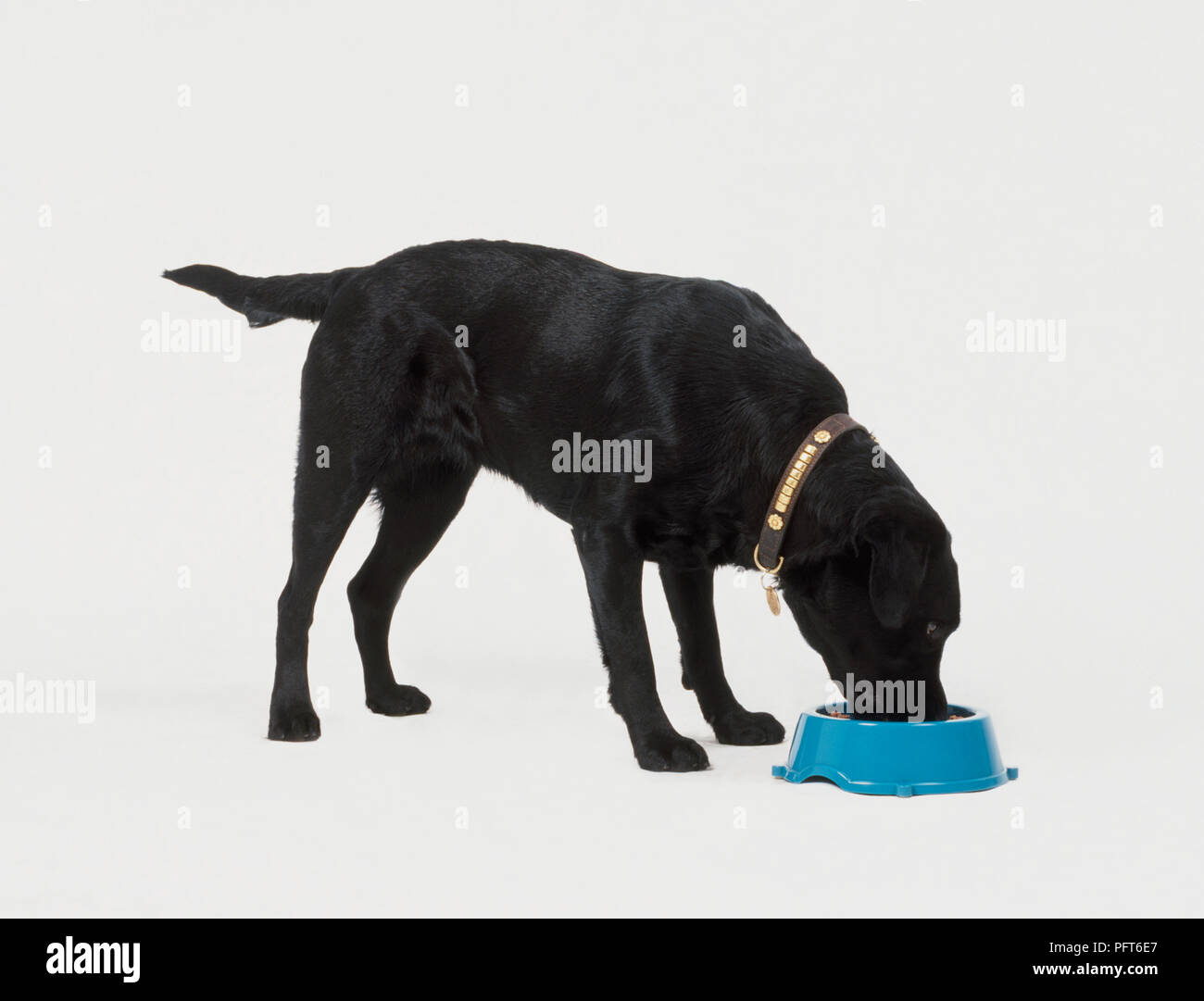Black Labrador Retriever feeding from blue pet bowl Stock Photo - Alamy