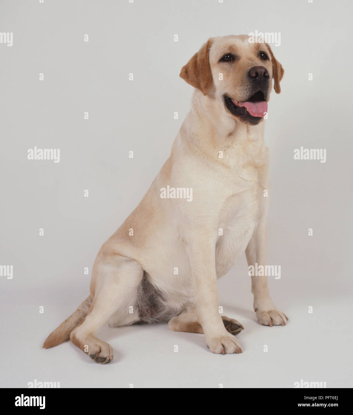Male yellow Labrador Retriever sitiing and panting Stock Photo - Alamy