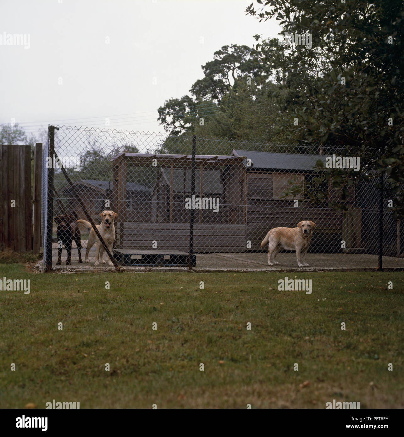 Two yellow and one black Labrador Retriever dogs in outdoor runs at ...