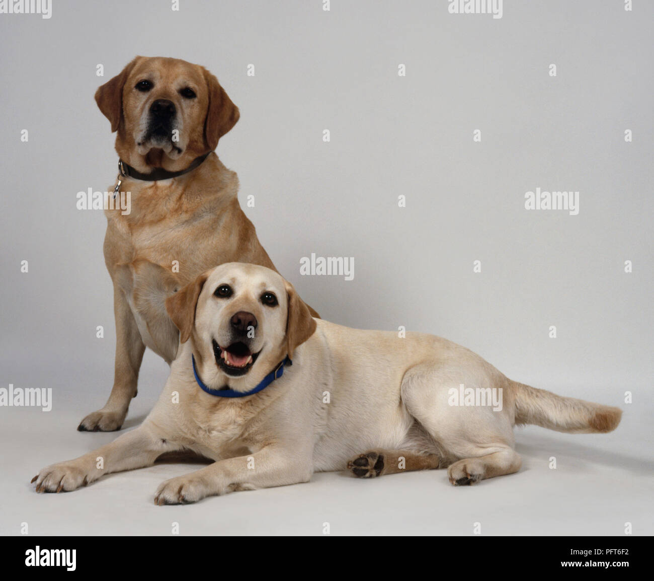 Two yellow Labrador Retriever dogs sitting and lying down Stock Photo ...