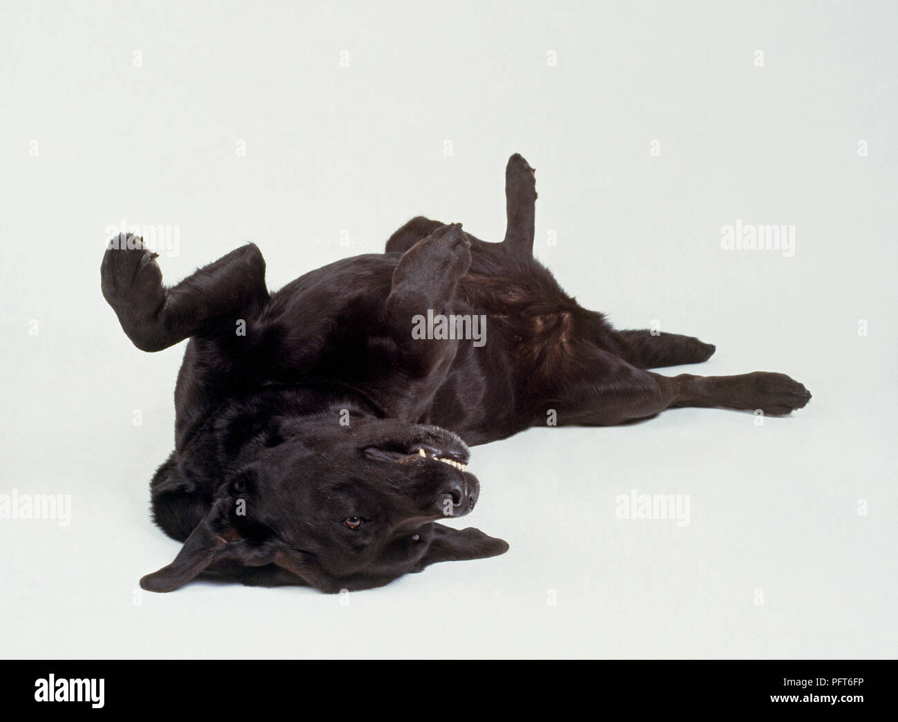 Black Labrador Retriever rolling on back Stock Photo - Alamy