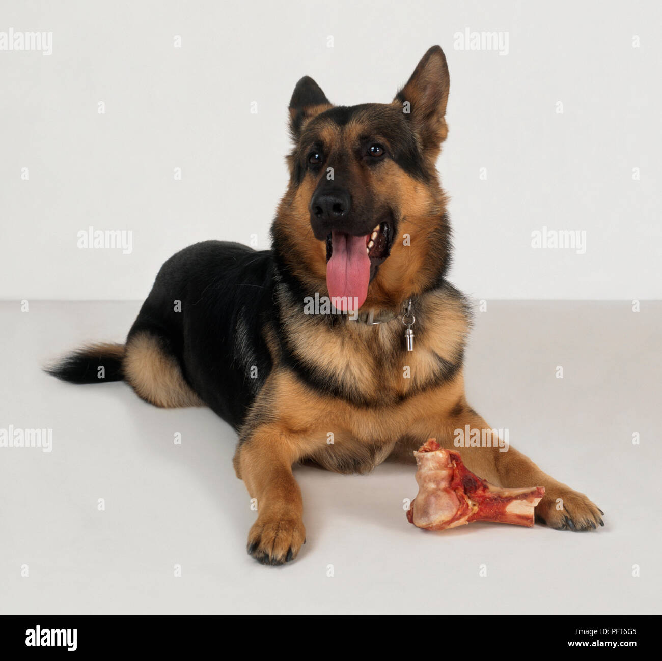 Black and tan German Shepherd with marrow bone Stock Photo - Alamy