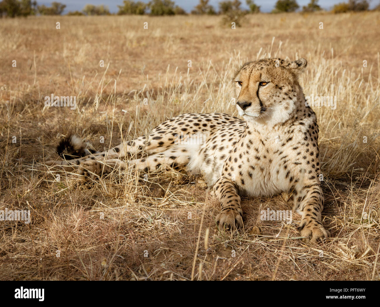 Adult cheetah lies down in dry grass in Namibia Stock Photo - Alamy