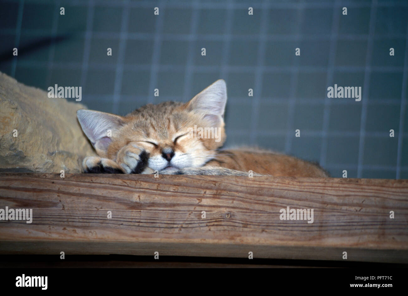 Sand Cat (Felis margarita) sleeping on ledge in enclosure, close-up ...