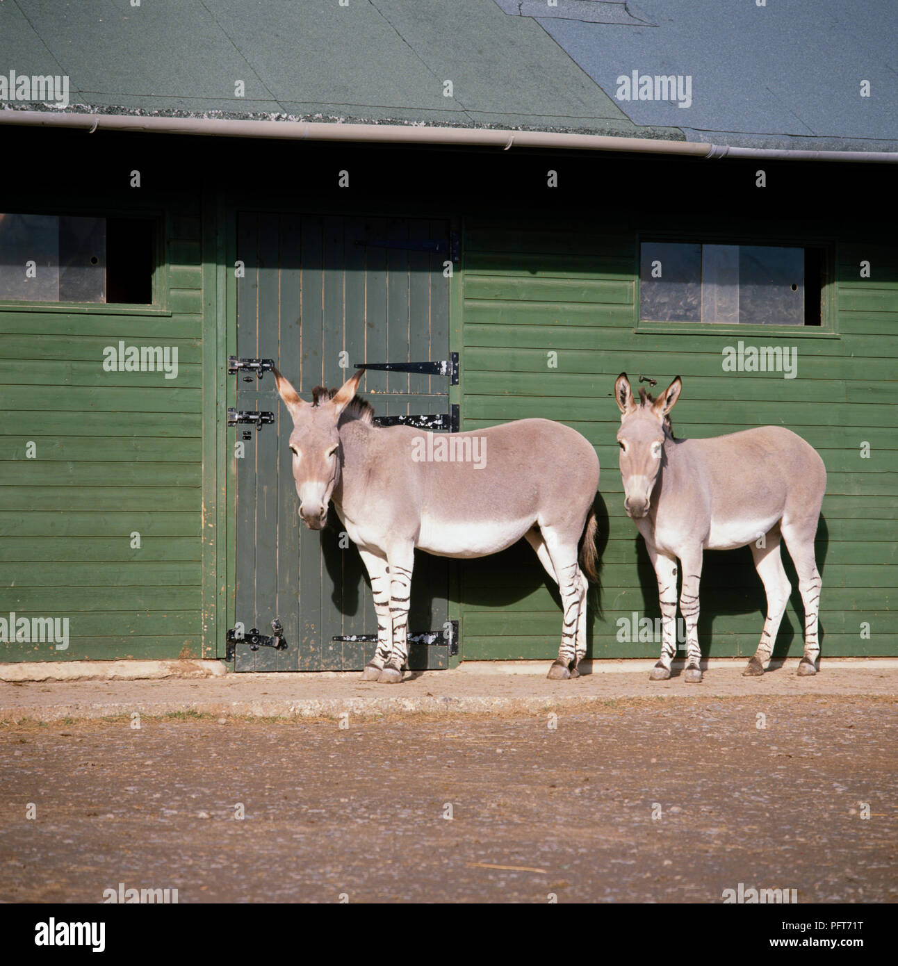 Two African Wild Ass (Equus africanus) standing next to green wood ...